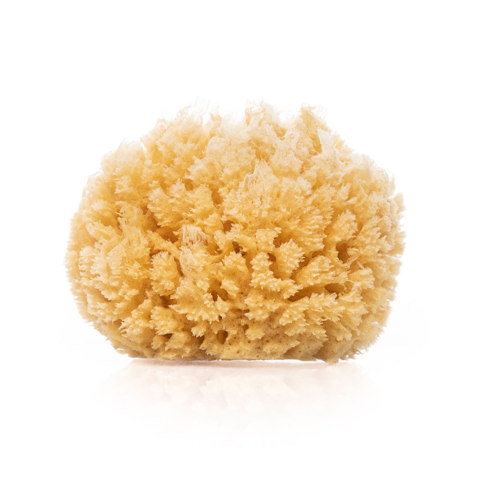 ÉPONGE DE MER NATURELLE - DIAM 12-14